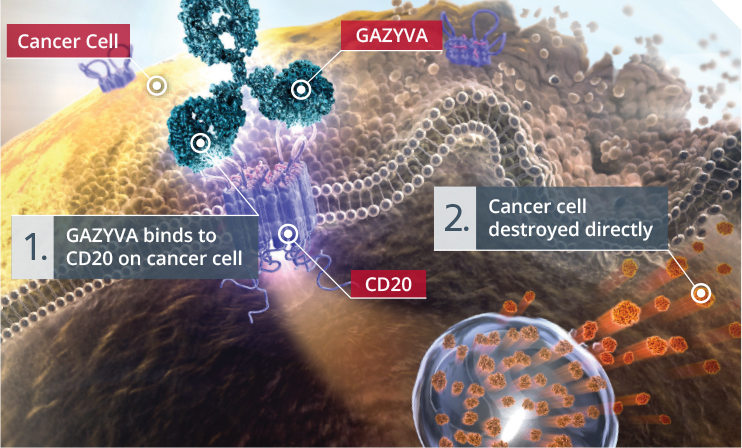 How GAZYVA® (obinutuzumab) is Thought to Work in First-Line CLL