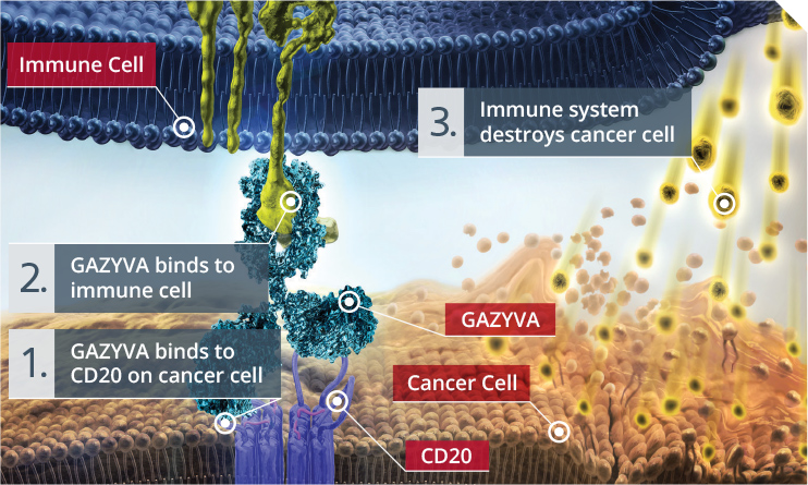 How GAZYVA® (obinutuzumab) is Thought to Work in First-Line CLL