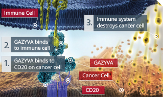 How GAZYVA® (obinutuzumab) is Thought to Work in First-Line CLL